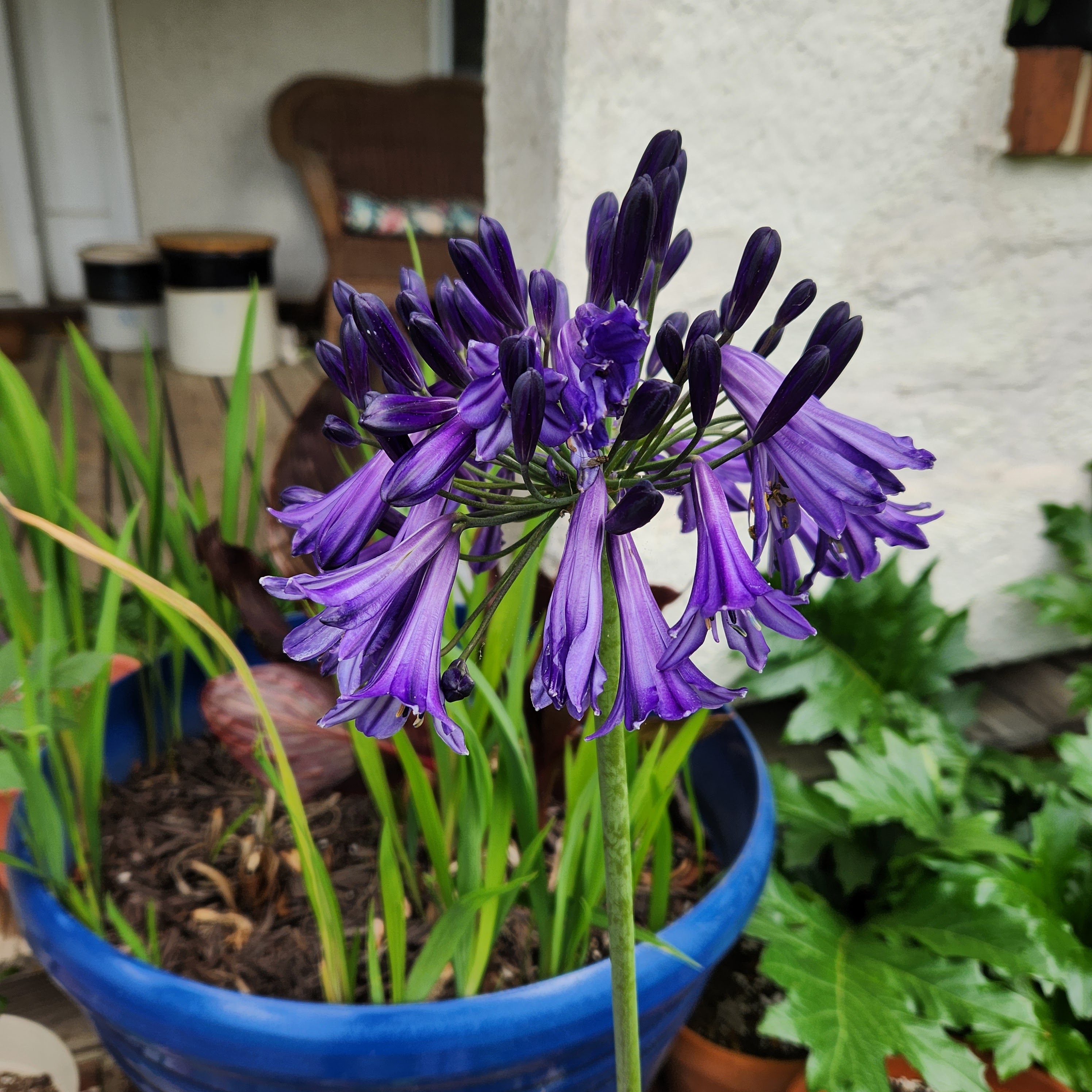 What’s in bloom in mid-May – Flower Power