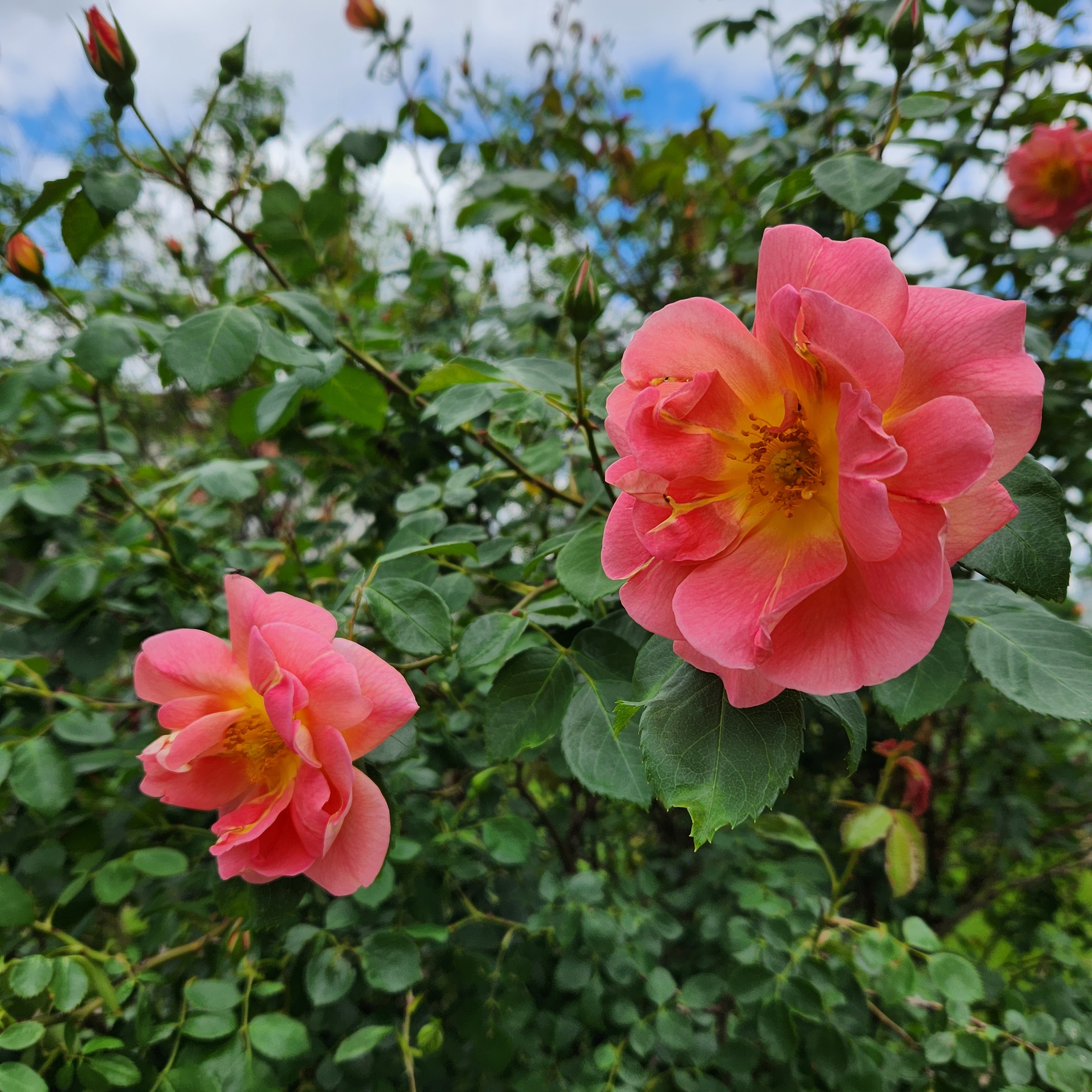 What’s in bloom in mid-May – Flower Power